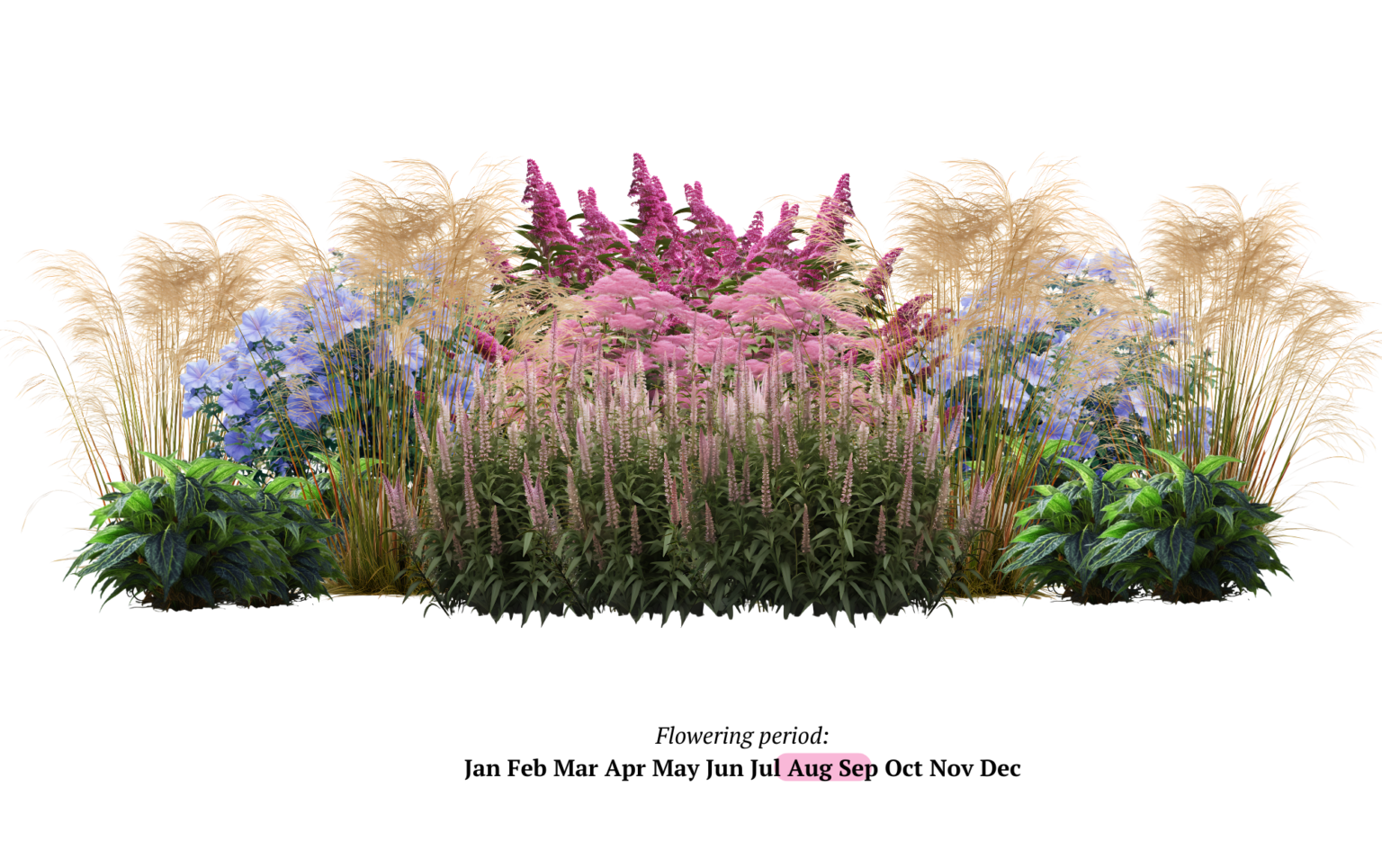 Perfect Partners for Eupatorium (Joe-Pye Weed): Exclusive Planting ...