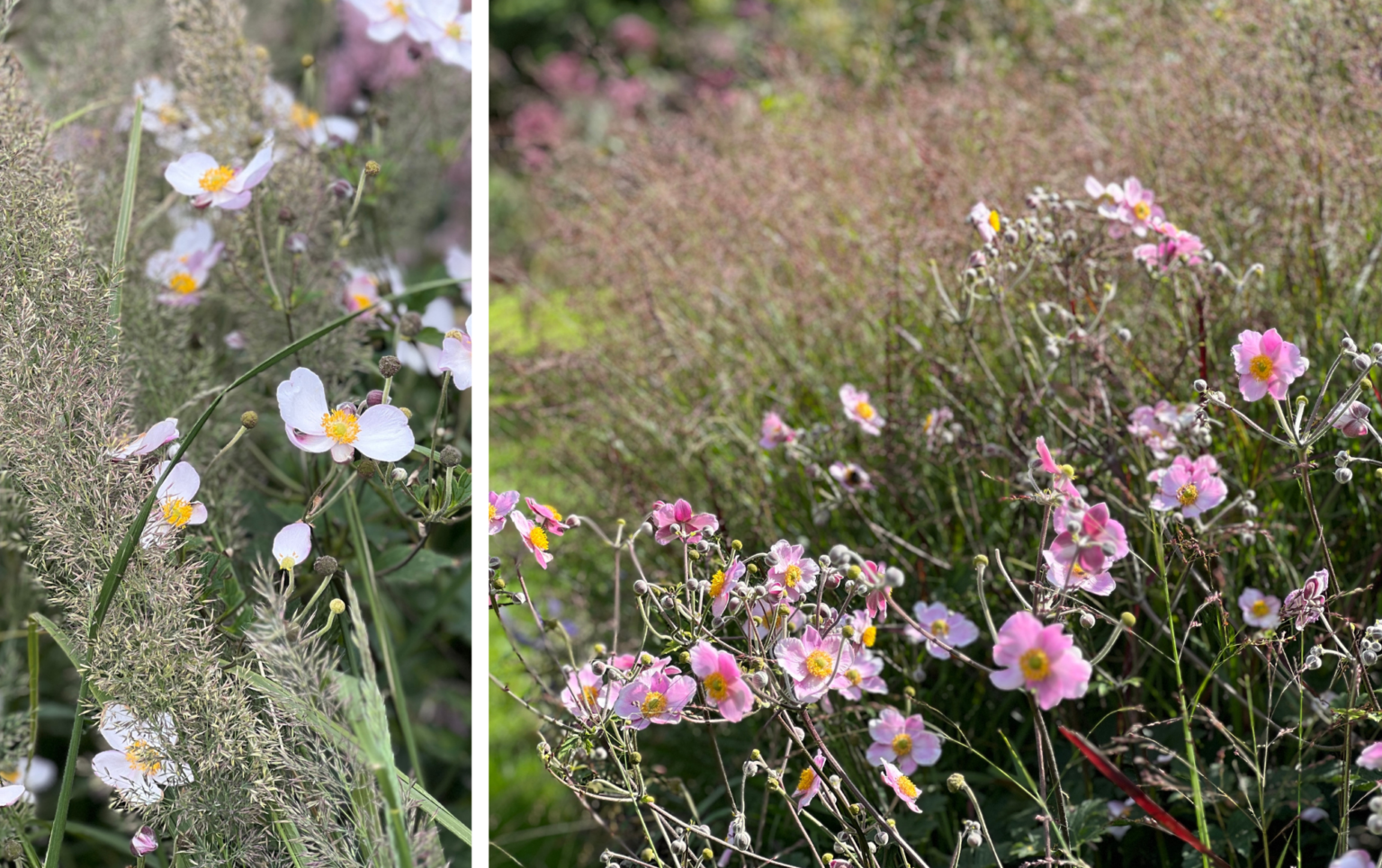Unlock the Beauty of Japanese Anemones: Perfect Plant Combinations ...