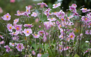 Unlock the Beauty of Japanese Anemones: Perfect Plant Combinations ...