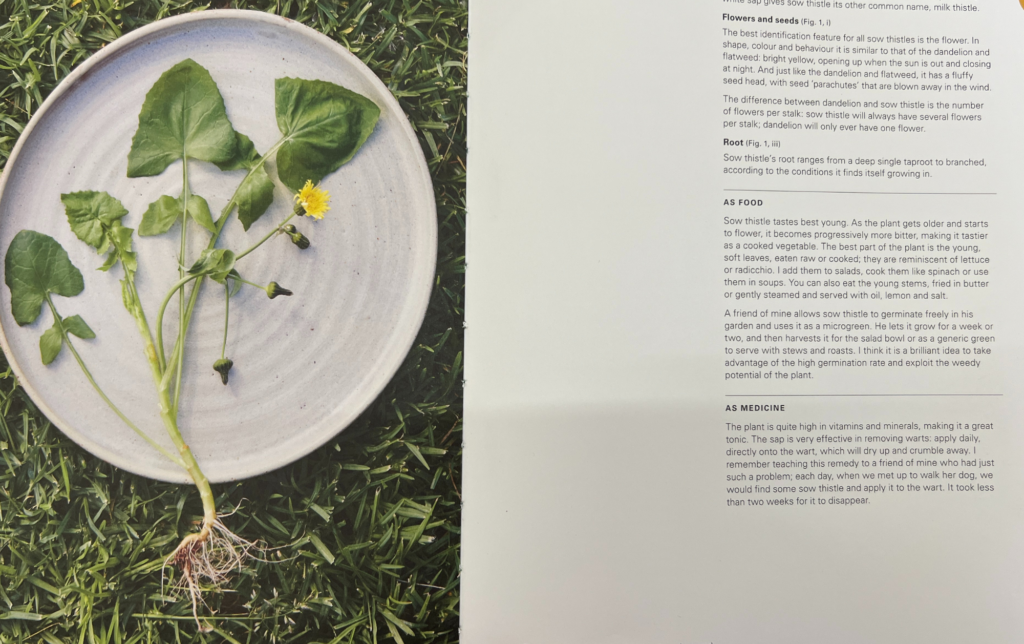 Cultivate the Art of Foraging: 'Eat Weeds' Book Review - Alena Samoylenko