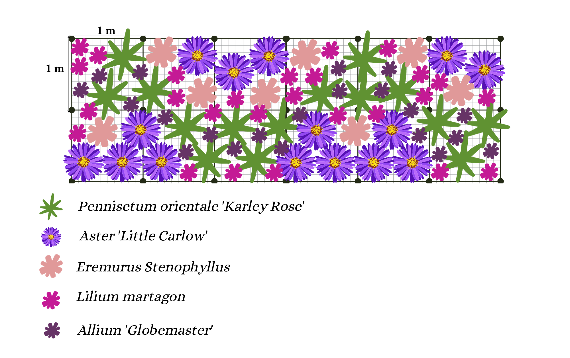 Asters in Garden Design: Top 5 Varieties and Ready-to-Use Plant ...