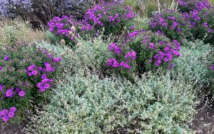 Asters in Garden Design: Top 5 Varieties and Ready-to-Use Plant ...