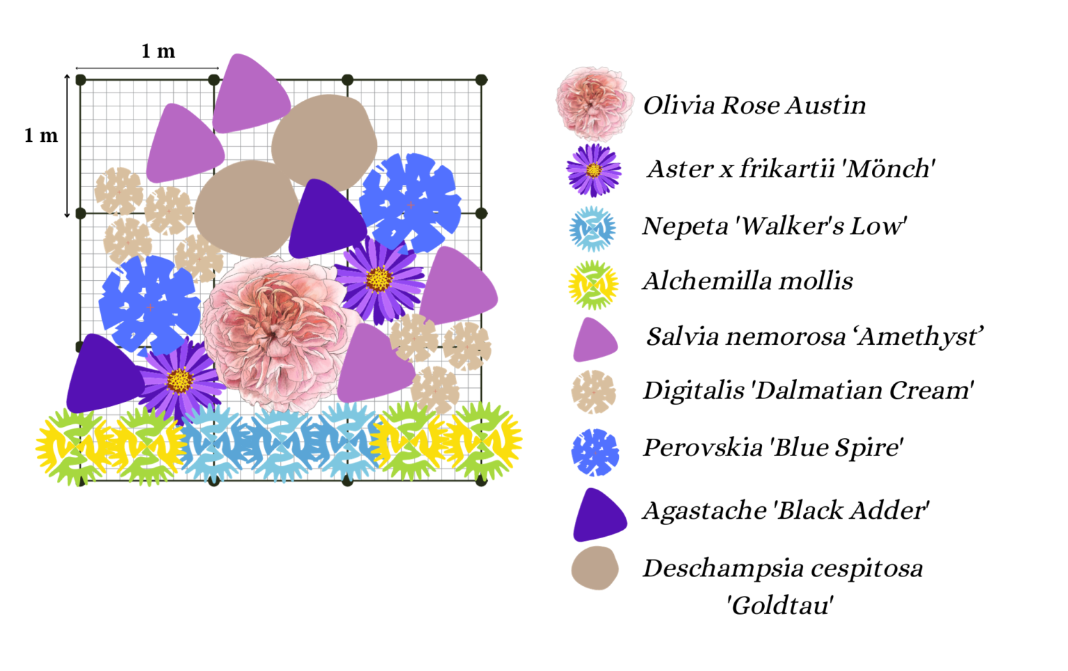 Asters in Garden Design: Top 5 Varieties and Ready-to-Use Plant ...