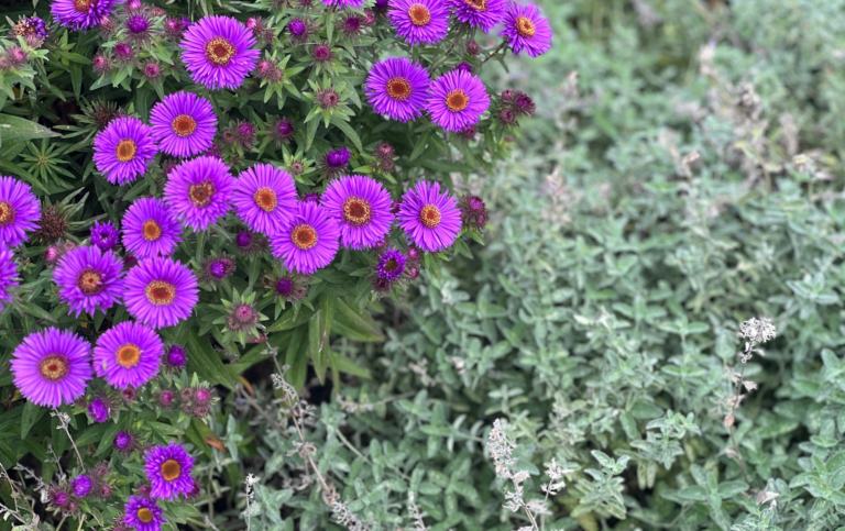Asters in Garden Design: Top 5 Varieties and Ready-to-Use Plant ...