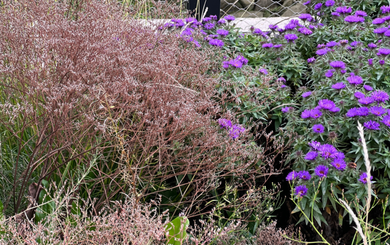 Asters in Garden Design: Top 5 Varieties and Ready-to-Use Plant ...