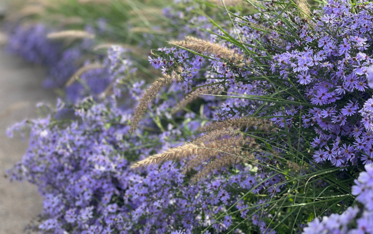 Asters in Garden Design: Top 5 Varieties and Ready-to-Use Plant ...
